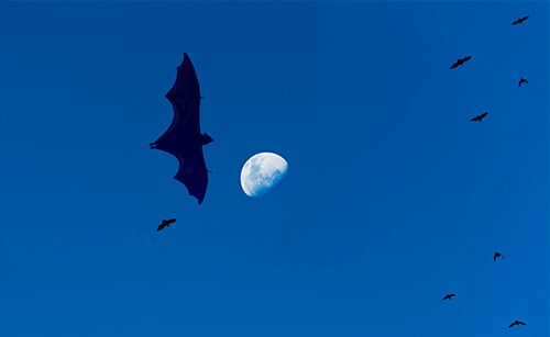 Bats, Geese, and the US Postal Service